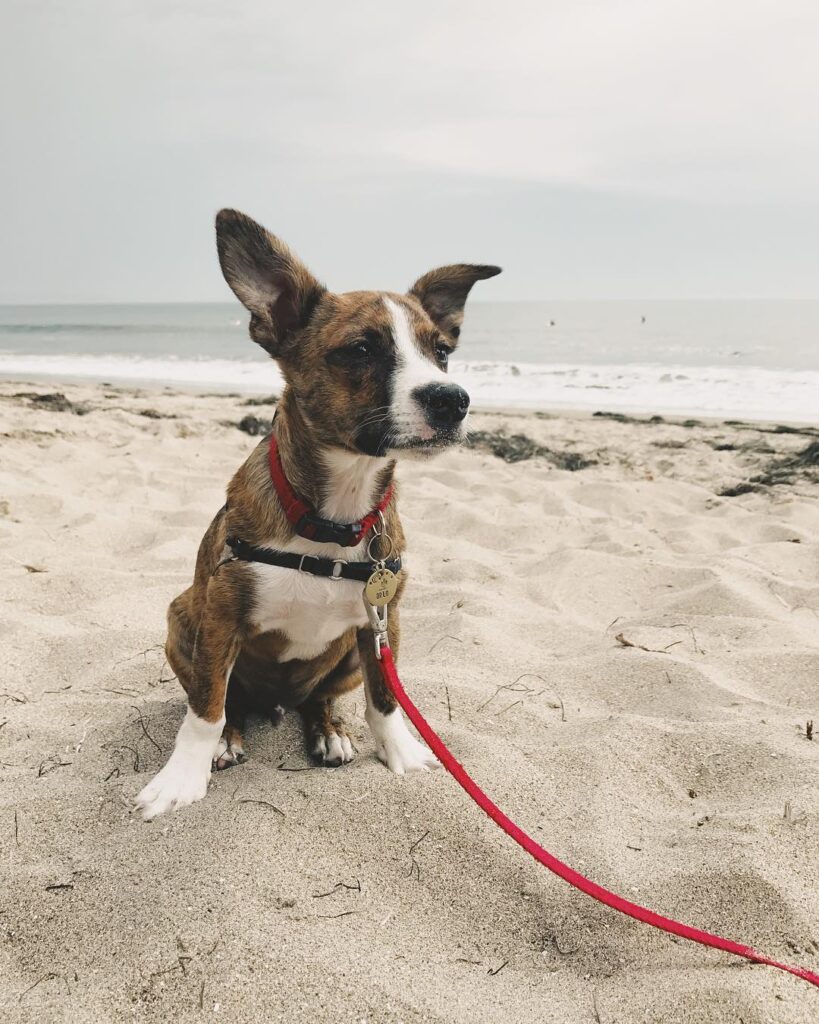 Arlo - Dog Names