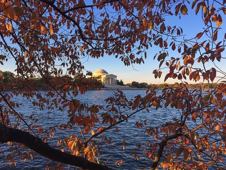 Exploring Washington DC's Fall Foliage | Arlo Blog